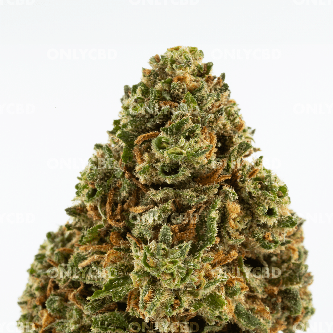 Comprar AMNESIA OG CBD al por mayor | OnlyCBDFans
